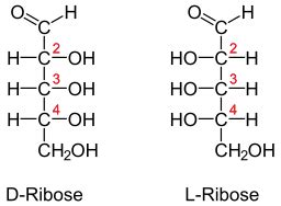 Ribosa Características Estructura Y Funciones