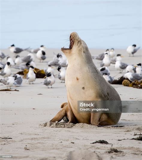 Singa Laut Menguap Di Antara Burung Camar Di Pantai Foto Stok - Unduh ...