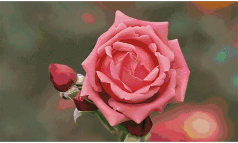 玫瑰花动态壁纸的搜索结果百度图片搜索 花瓣网