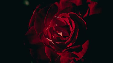 Wallpaper Desktop Background Red Flowers