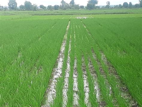 အောင်လံမြို့နယ်တွင် Cerp မျိုးစေ့ထုတ် မိုးစပါး၃၈၀ဧက စိုက်ပျိုးပြီးစီး