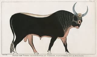 Plate 15 The Apis Bull By Giovanni Battista Belzoni 177 Flickr