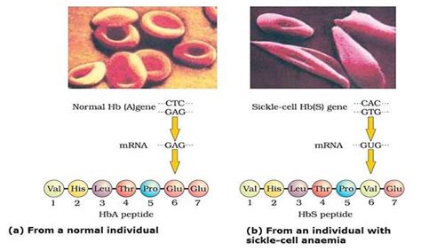 Given Below Is The Representation Of A Relevant Part Of Amino Acid
