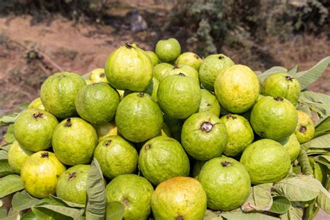 Growing Guava Plants From One Fruit