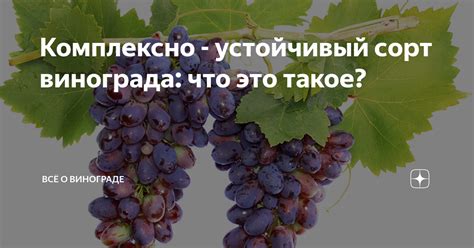 Комплексно - устойчивый сорт винограда: что это такое? | Всё о ...