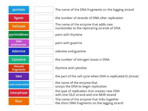 DNA Replication Match Up