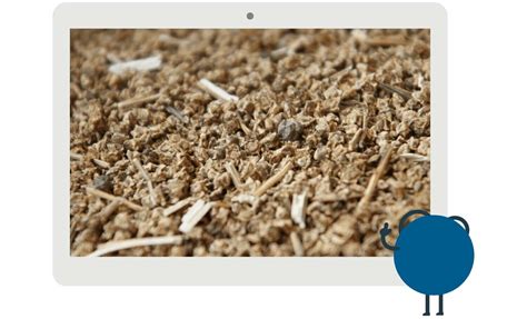 Seed Processing Sugar Beet Seed Sesvanderhave
