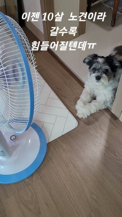 강아지 털많은강아지강아지와선풍기강아지여름나기 애견영상 Youtube