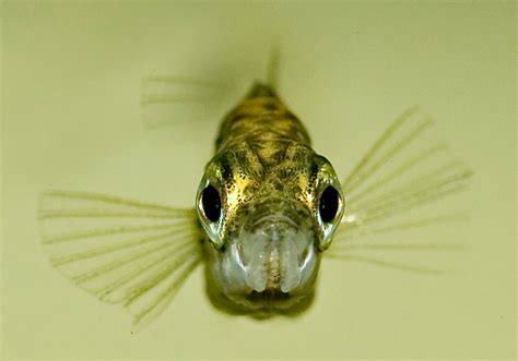 Perciformes Characteristics At Zac Ayers Blog