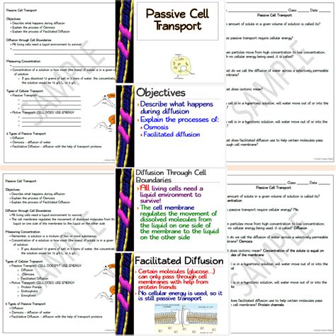 Cell Transport NO PREP Unit Bundle Made By Teachers
