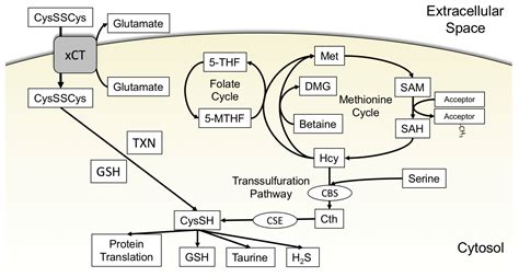The Non Essential Amino Acid Cysteine Becomes Essential For Tumor