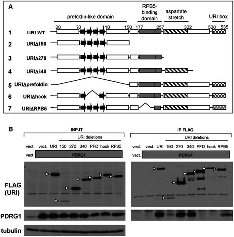 A Schematic Of The Seven URI Constructs Used To Map The Domains Of