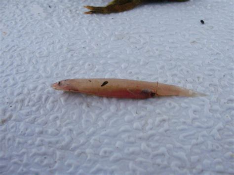 Meet The Candiru Known As The Parasitic Fish Thats The Stuff Of