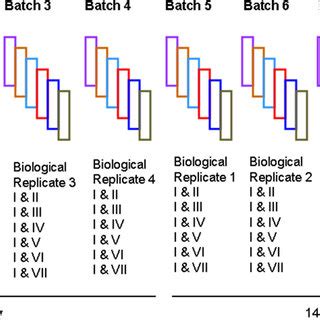 Batch Structure Of Microarrays Microarrays Were Run In Eight Batches Download Scientific