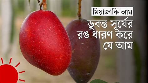 বিশ্বের সবচেয়ে দামি আম দেশে বিক্রি হচ্ছে কম দামেই Most Expensive Mango Youtube