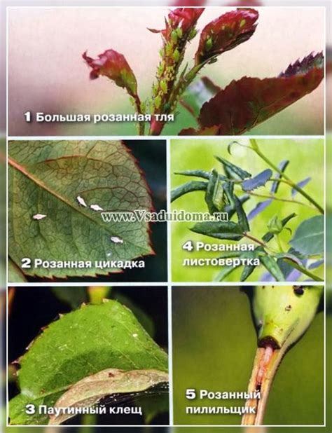Роза Фолиес Фото И Описание – Telegraph