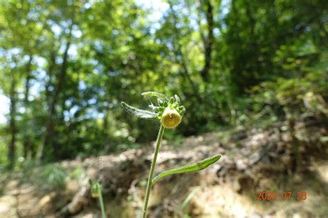 宝塚西谷の森 公園 季節の花便り
