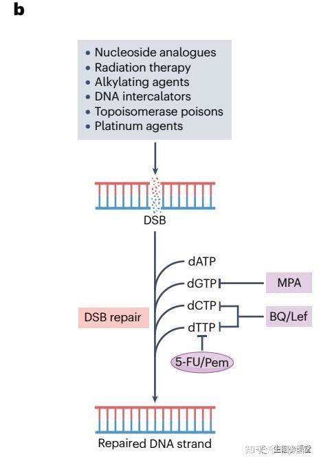 最新70分综述描绘核苷酸代谢在肿瘤中的重要性，一篇高分综述就可以带起一波生信热点！ 知乎