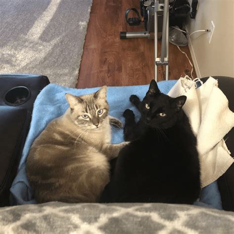 Sugar Gliders Cuddle Under The Covers R A