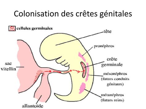 Ppt Appareil Génital Féminin Powerpoint Presentation Free Download