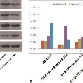 Effect Of MiRNA 34a 5p Targeting SOX4 On The Wnt B Catenin Signaling