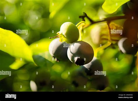 Blueberry On The Bush Purple Blue Fruits Fruits With Green Leaves