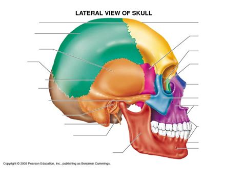 Exam Diagram Quizlet