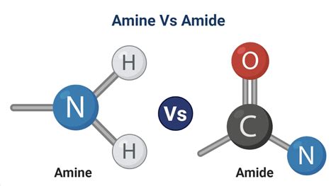 Amine Vs Amide Definition Differences Examples Phd Nest