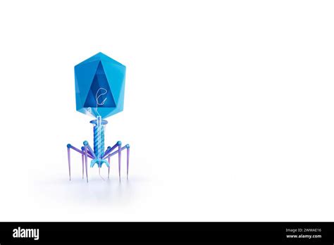 Illustration Of An Escherichia Virus T4 Bacteriophage On An E Coli Bacterium The Bacteriophage