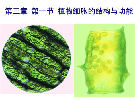 生物 第一节 植物细胞的结构和功能 课件28张ppt 课件下载预览 二一课件通