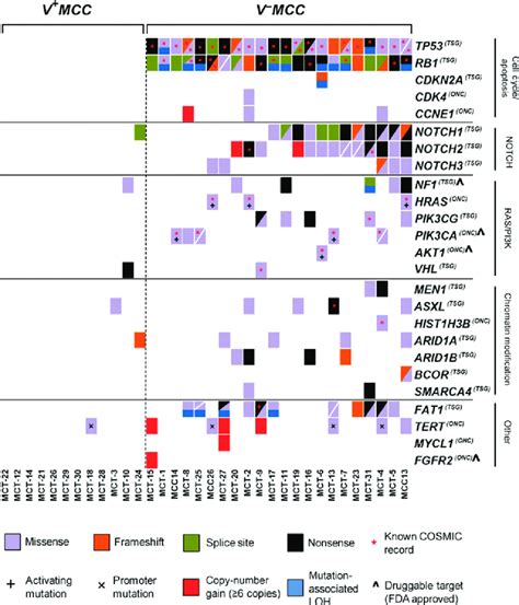 Cancer Genes Affected By Mutation Or Copy Number Alterations Samples Download Scientific