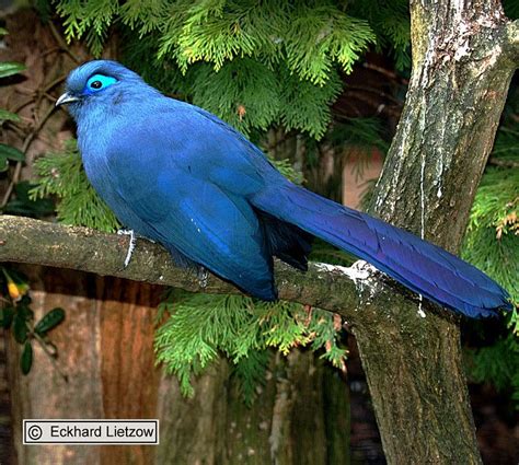 178 best images about Blue Birds on Pinterest | Madagascar, Robins and ...