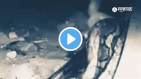 जंगली सिंहाला महाकाय अजगराने क्षणात गिळलं थरकाप उडवणारे Cctv फुटेज Viral