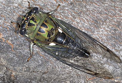 The Song Of The Annual Cicadas