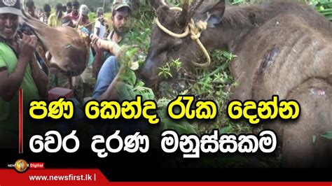 පණ කෙන්ද රැක දෙන්න වෙර දරණ මනුස්සකම Youtube