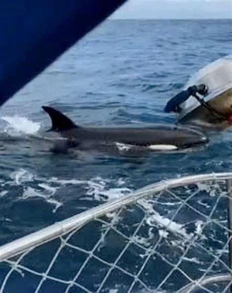 Terrifying Moment Pod Of Killer Whales Attack And Sink Yacht In 45