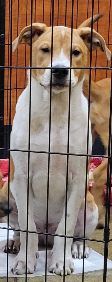 Dog For Adoption Blake Reduced Adoption Fee A Hound Mix In