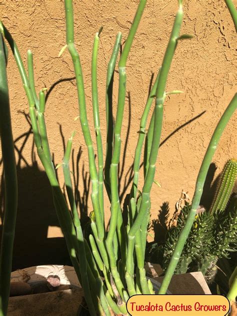Pedilanthus Macrocarpus Lady Slipper 22t 20 Stems Bareroot 2p Cacti