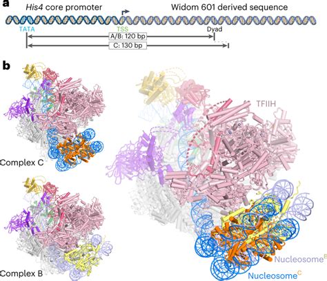 Evidence For A Preferred Orientation Of The 1 Nucleosome A Schematic Download Scientific