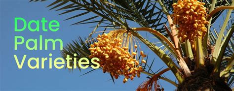 How Many Different Types Of Date Palm Trees Are There Embracegardening