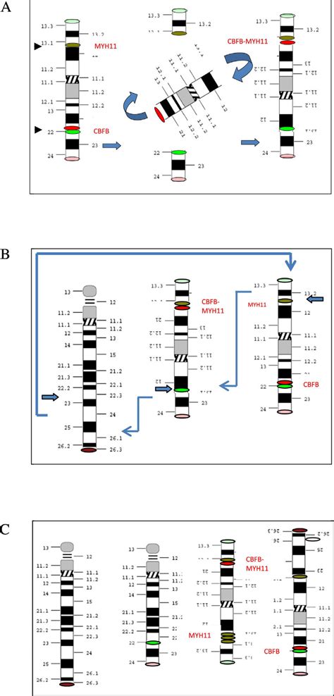 Schematic Representation Of The Cytogenetic Events Leading To The Download High Resolution