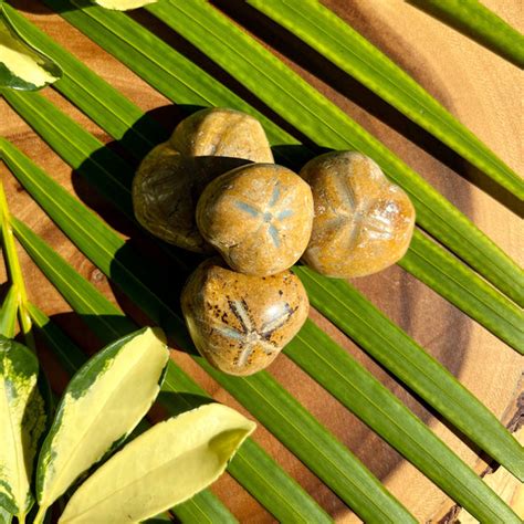 Shop Sea Biscuit Fossil Whalers Locker