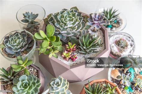 냄비에 즙이 많은 테라리움입니다 식물과 플로라 리움 꽃병 미니어처 식물이 있는 정원 가정 실내 식물 Diy 플로라 리움 0명에 대한 스톡 사진 및 기타 이미지 Istock