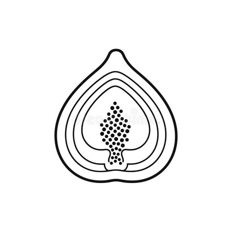 Vector Art Of Fig Fruit Cross Section Showcasing Its Unique Internal