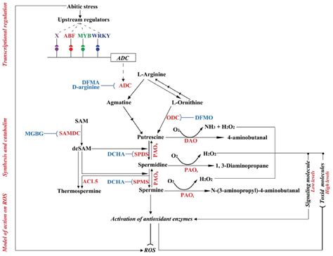 Frontiers Polyamines Function In Stress Tolerance From Synthesis To