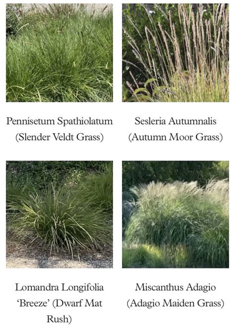 Types Of Grasses And Their Names