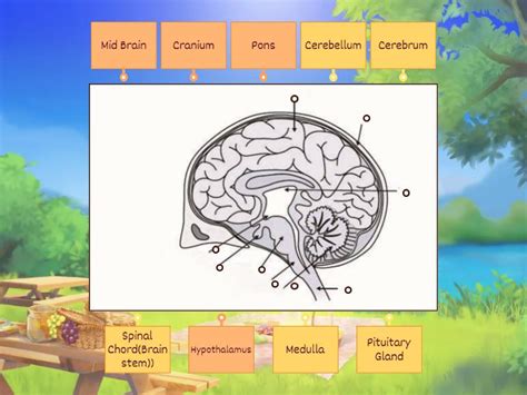 Human Brain Class 10 Cbse Labelled Diagram