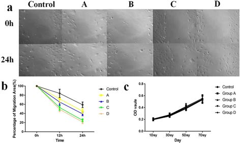 What Is Cell Migration At Marvin Bruner Blog
