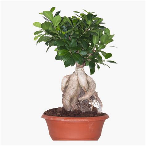 Ficus Microcarpa Ginseng Bakimi F