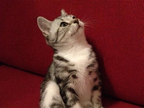 美短猫突然拉肚子什么原因美短猫拉稀了怎么办